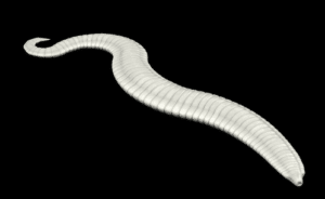 Czym objawia się owsik ludzki? Jakie są jego przyczyny i formy leczenia ...