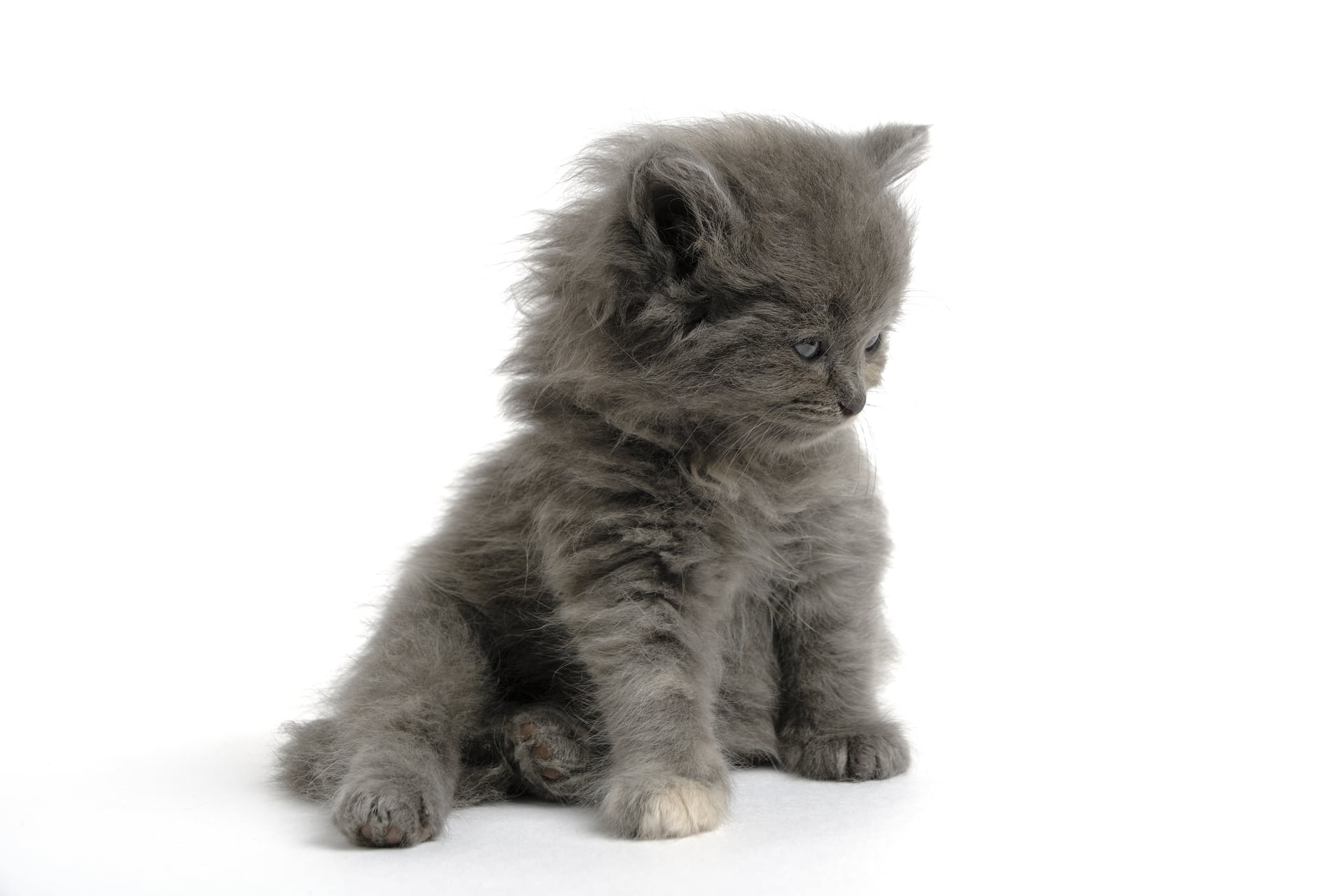 Koty długowłose – odkryj z nami najbardziej powszechne rasy! – Zdrowy ...